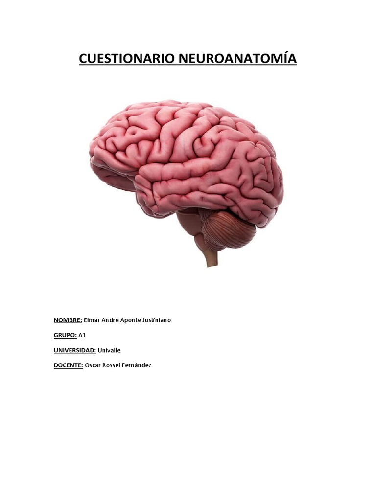 Cuestionario Neuroanatomía | PDF | Sinapsis | Cerebro