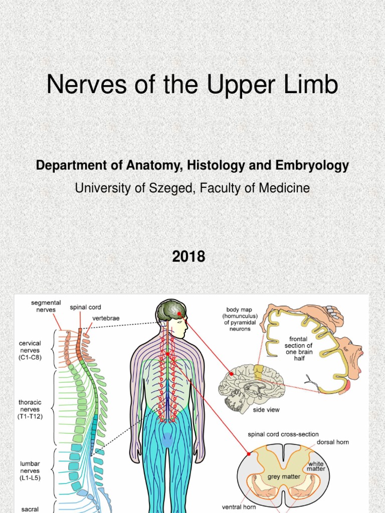 Upper Limb Nerve Anatomy Overview | PDF | Neuroanatomy | Nervous System