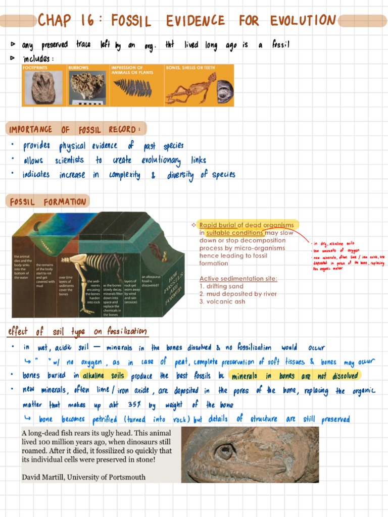 Human Biology Chapter 16 | PDF | Stratigraphy | Fossil