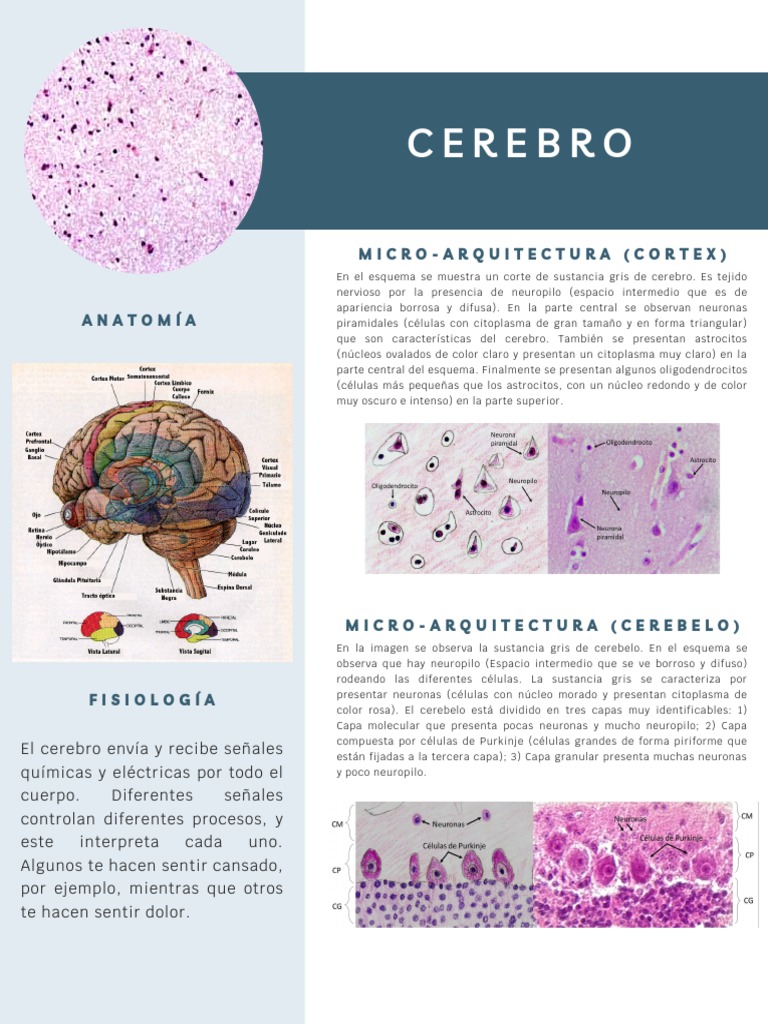 Cerebro Histología | PDF | Cerebelo | Sistema nervioso