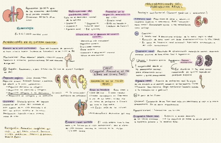 CAKUT | PDF | Riñón | Anatomia animal