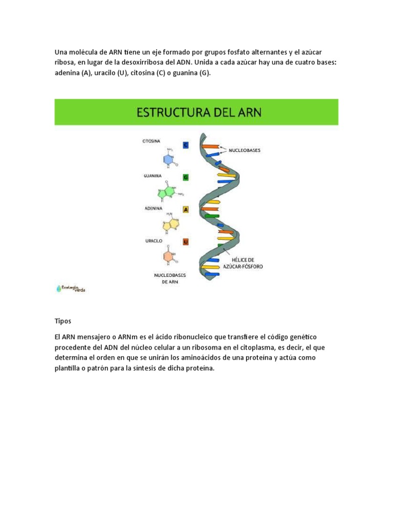 Estructura de Arn | PDF