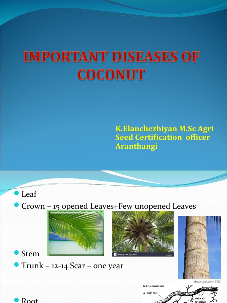 Coconut Diseases | PDF | Organisms | Branches Of Botany