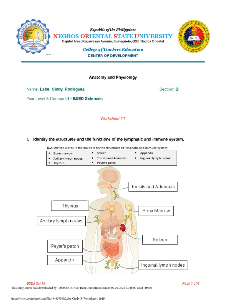 Lymphatic System Anatomy Worksheet | PDF | Inflammation | Lymphatic System
