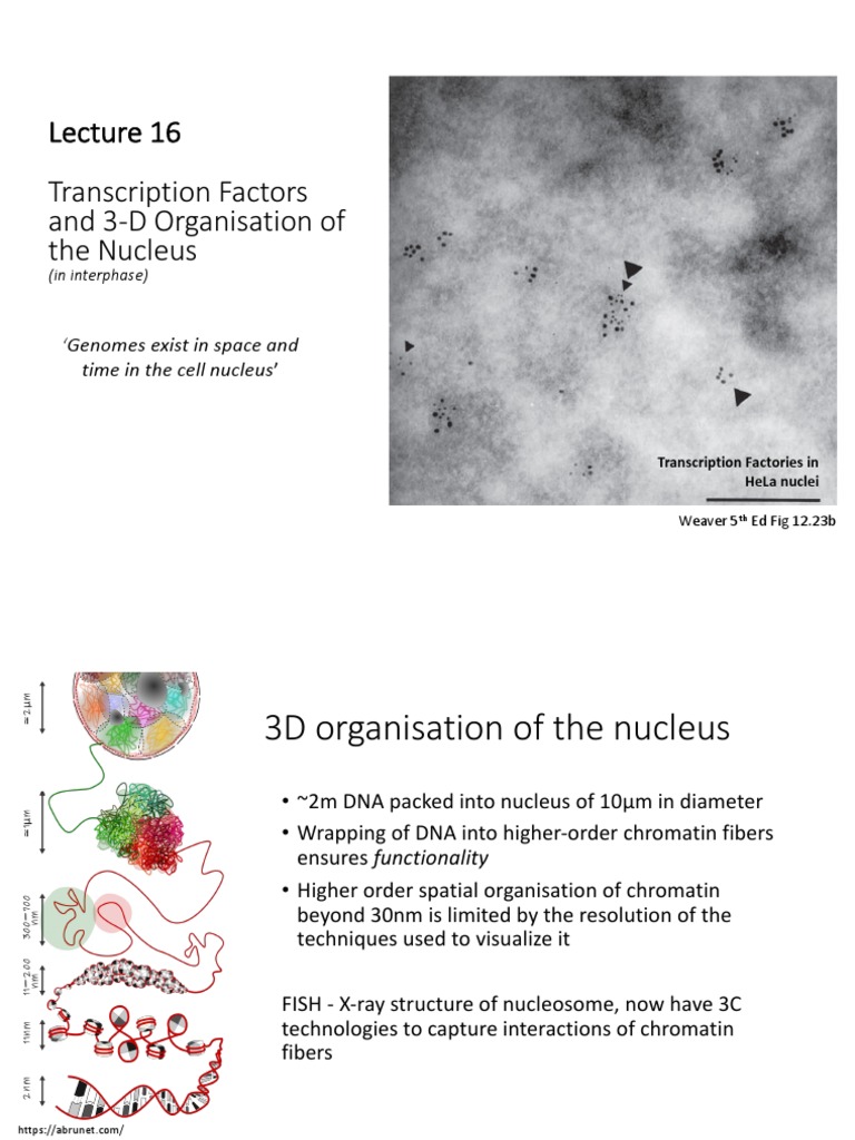 Lecture 16 3D Organisation | PDF