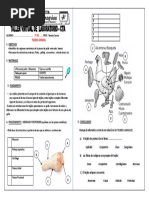 Disección Muslo de Pollo Informe | PDF | Hueso | Músculo