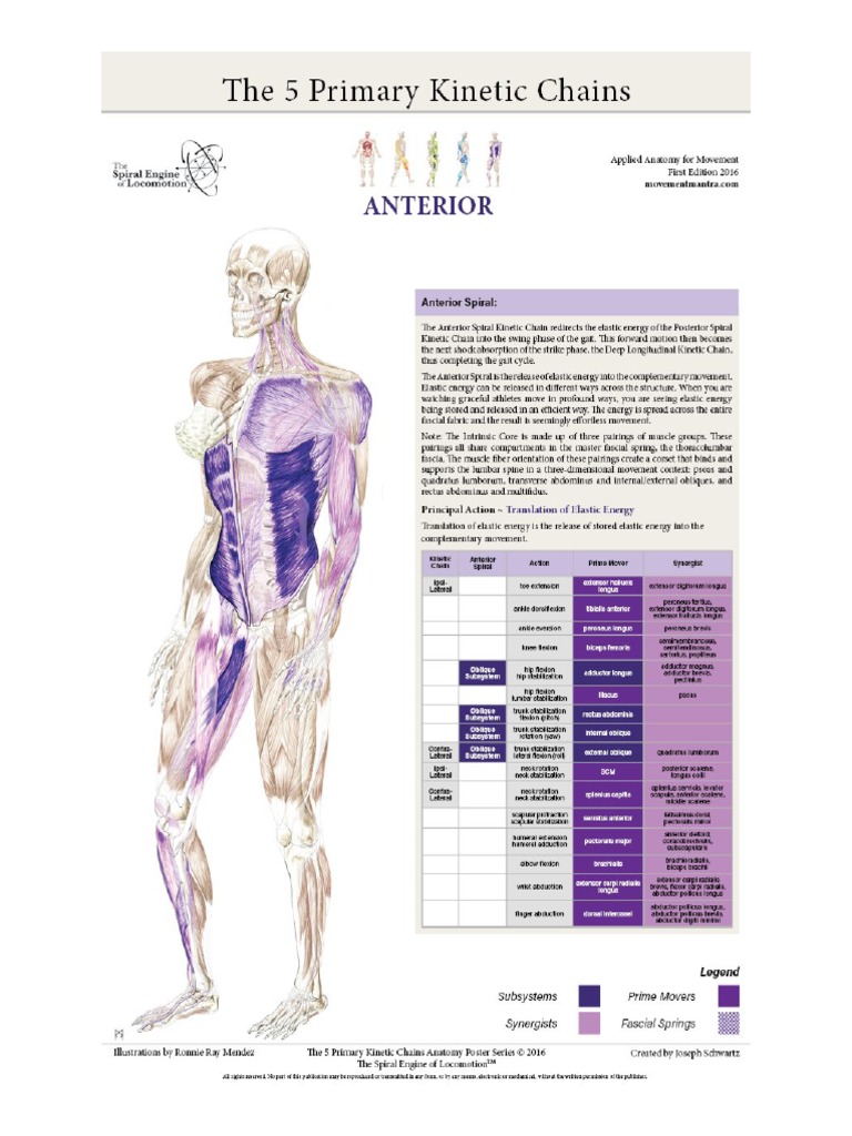Kinetic Chain Part 1 | PDF