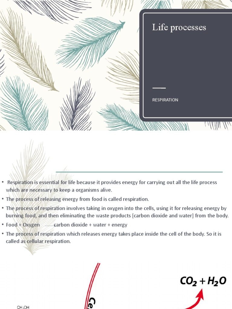 Life Processes: Respiration | PDF | Cellular Respiration | Adenosine ...