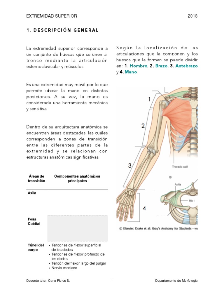 Miembros Superiores | PDF | Mano | Codo