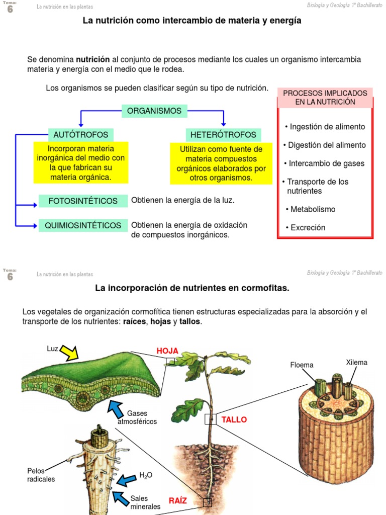 t6 1bach | PDF | Respiración | Raíz