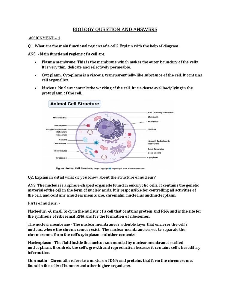 Cell Biology Questions and Answers | PDF | Cell (Biology) | Cell Nucleus