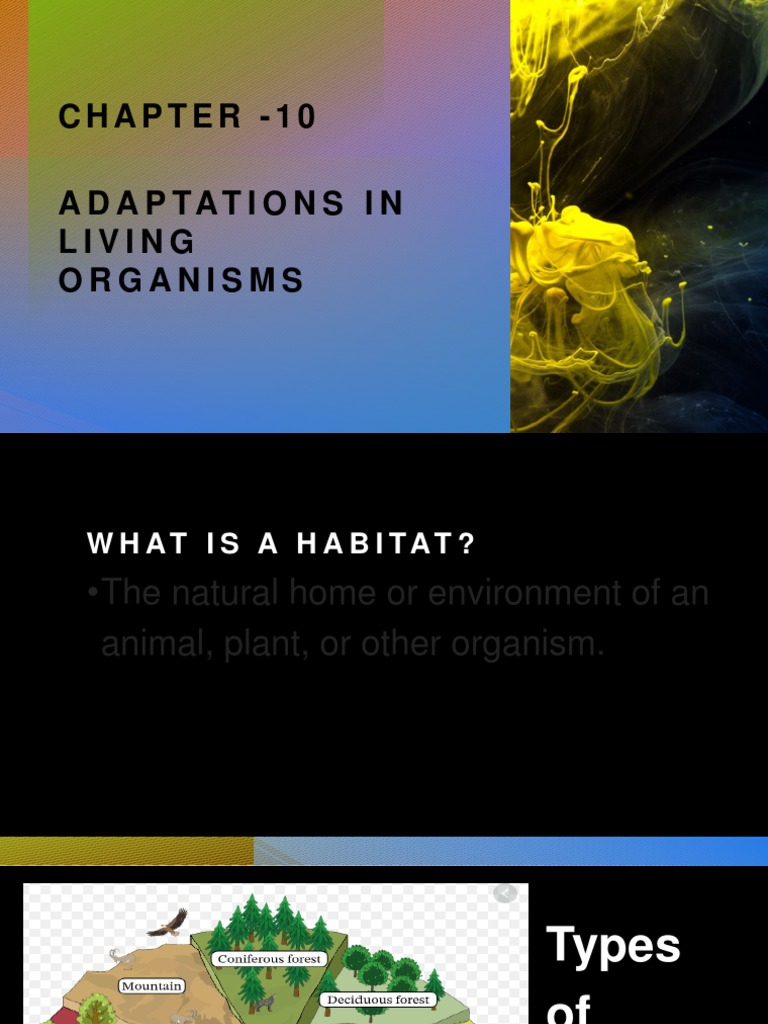 PPT - Adaptation in Plants - New | PDF | Plants | Leaf