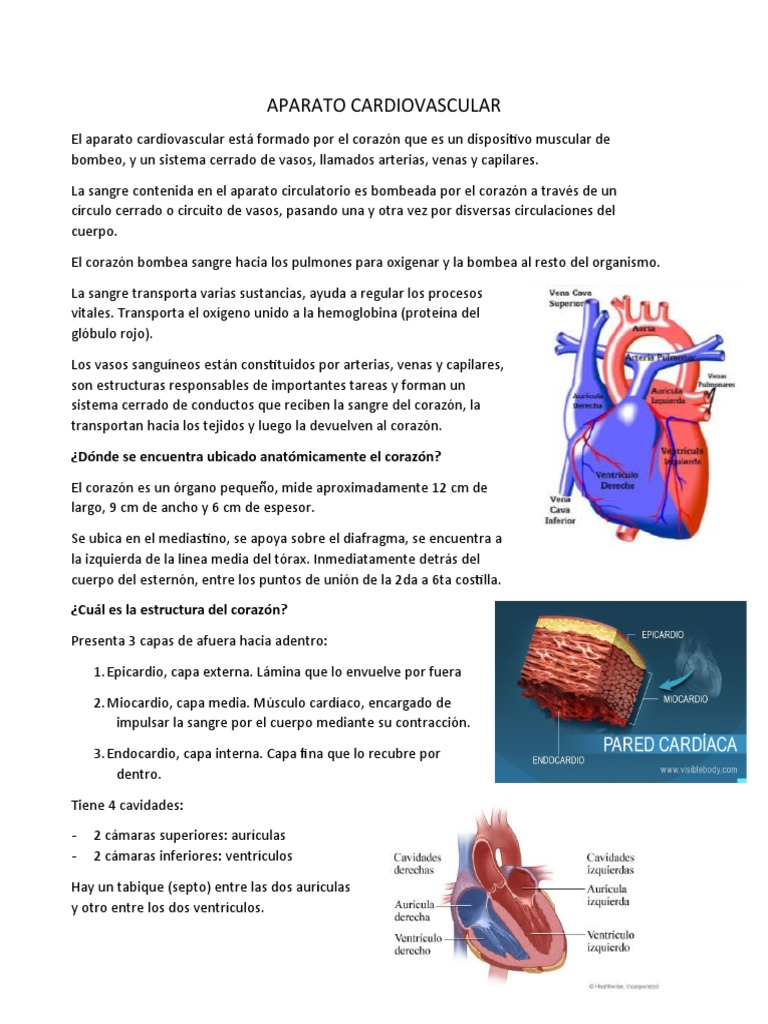 El funcionamiento del sistema cardiovascular: circulación, estructura ...