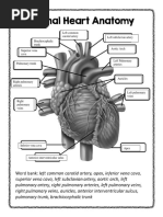 Anatomy Heart Cadaver | PDF | Heart Valve | Coronary Circulation