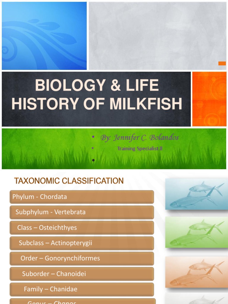 Milkfish Taxonomy and Life Cycle Overview | PDF | Aquaculture | Fish