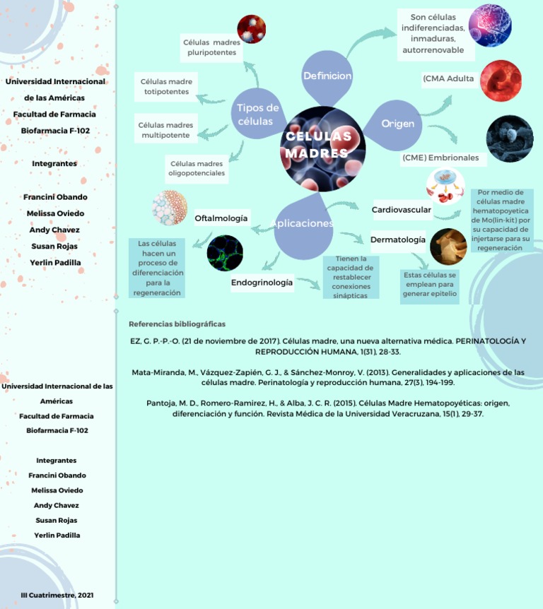 Mapa Mental Celulas Madre | PDF | Potencia celular | Célula madre