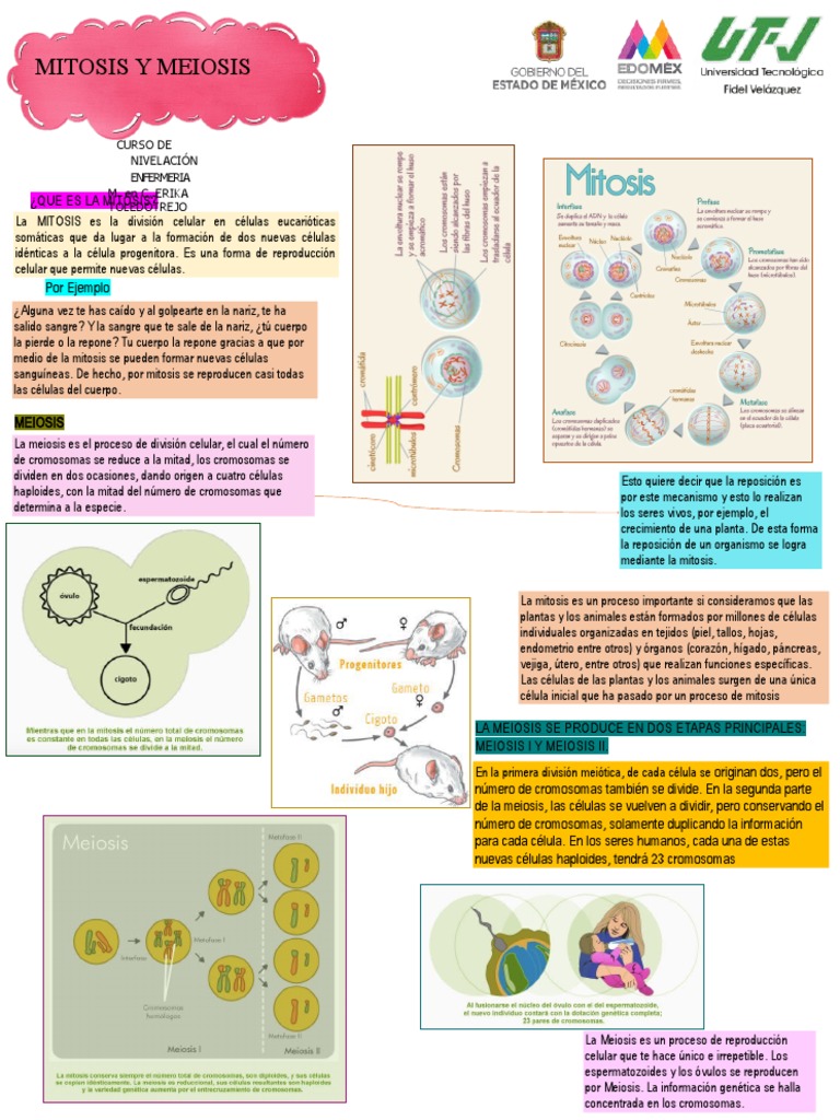Meosis y Metosis | PDF | Mitosis | Mitosis