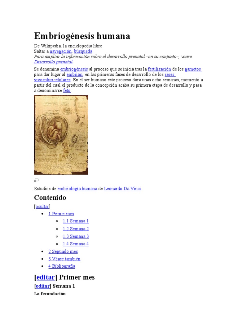 Embriogénesis Humana: Proceso y Fases | PDF | Mitosis | Anatomía
