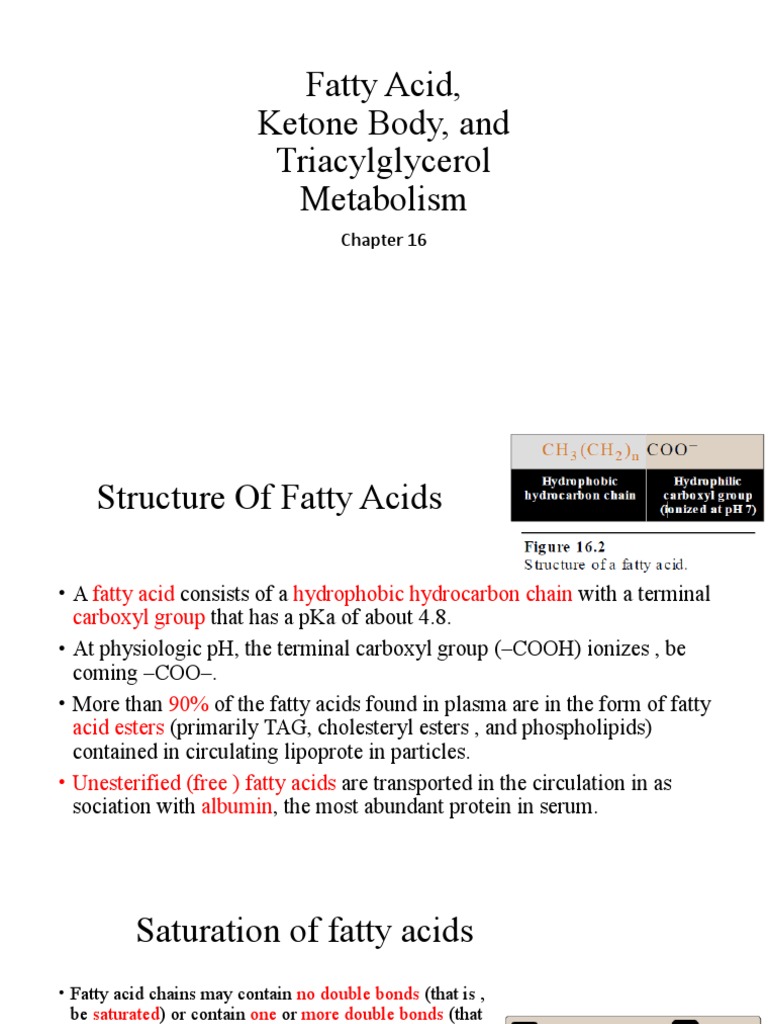 Chapter 16 Lippincott Biochemistry | PDF | Fatty Acid | Adenosine ...