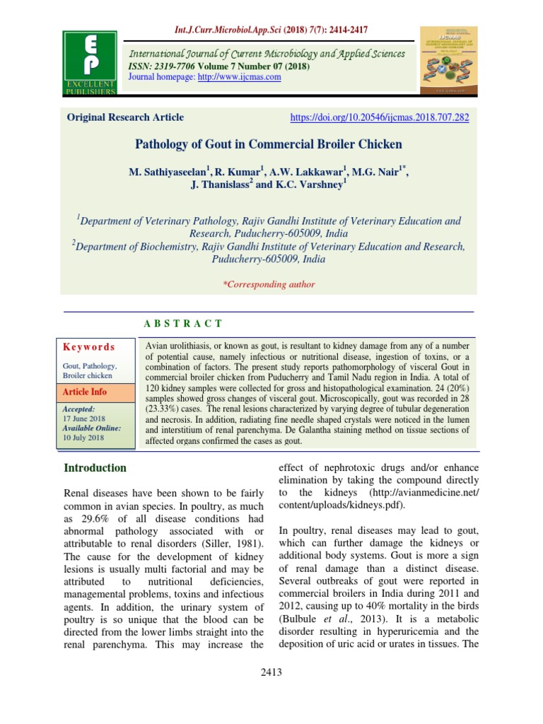 Pathology of Gout in Commercial Broiler Chicken | PDF | Kidney | Gout