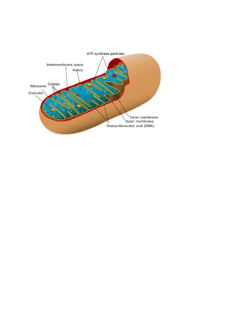 Mitochondria | PDF