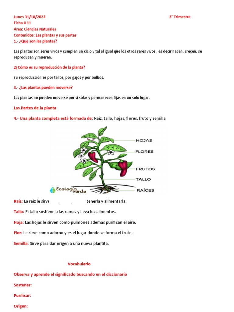 Ficha # 11 Las Plantas y Sus Partes | PDF | Hogar, jardinería y ...