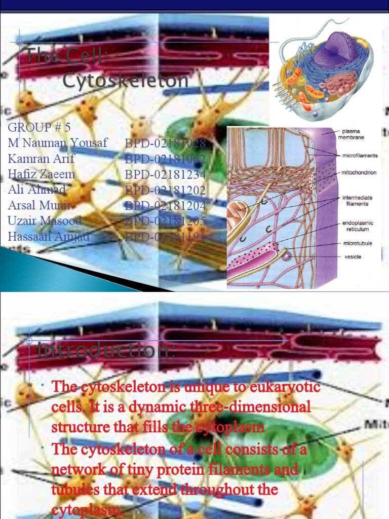 Eukaryotic Cytoskeleton Overview | PDF | Cytoskeleton | Microtubule