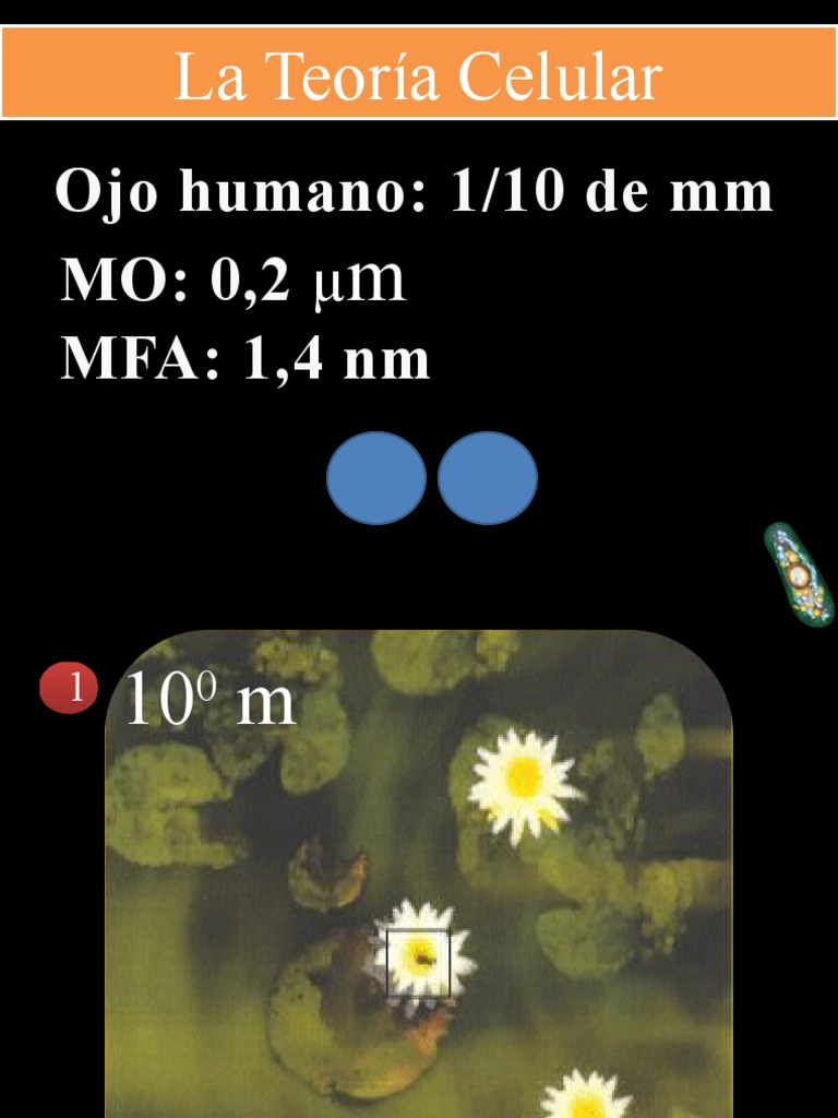 Teoría Celular y Estructura Celular | PDF | Biología Celular ...