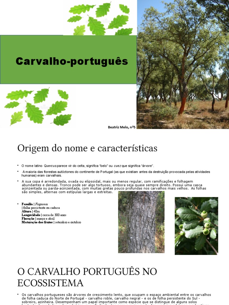 Características do Carvalho Português | PDF | Árvores | Botânica