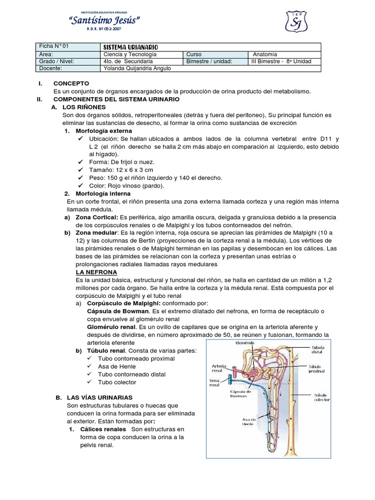 Sistema Urinario | PDF | Riñón | Sistema urinario