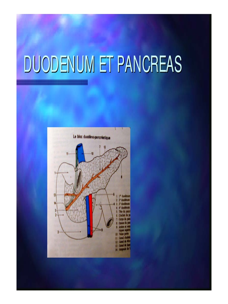 Anatomie du Duodénum et Pancréas | PDF | Pancréas | Gastroentérologie