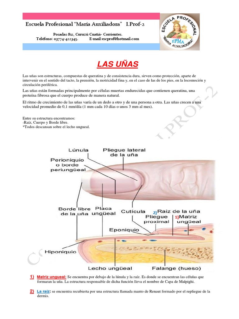 LAS UÑAS 1 Parte | PDF | Clavo (anatomía) | Sistema tegumentario