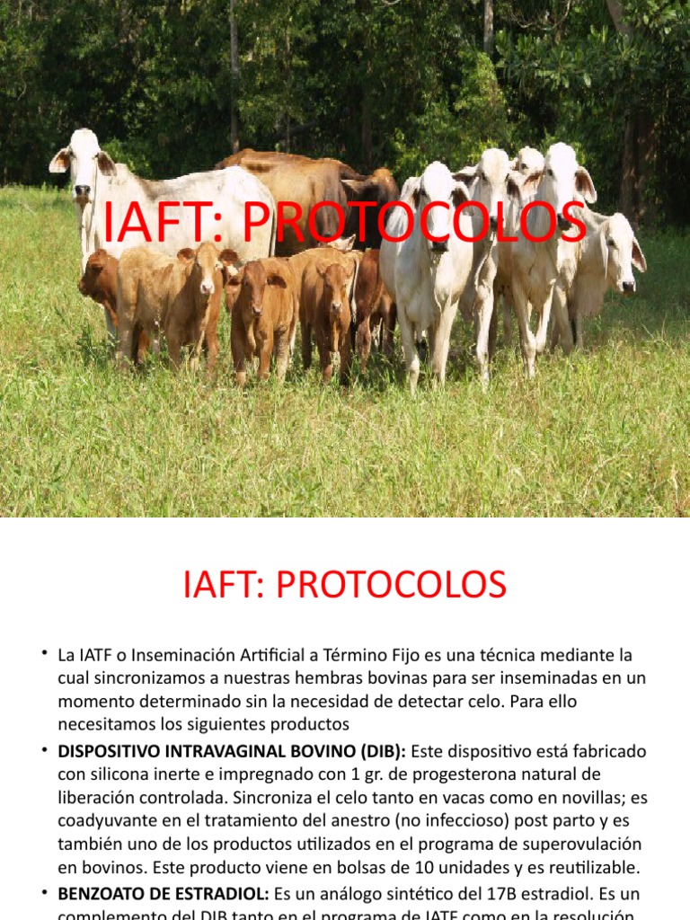 Protocolo IATF y Superovulación Bovina | PDF | Hormona luteinizante ...