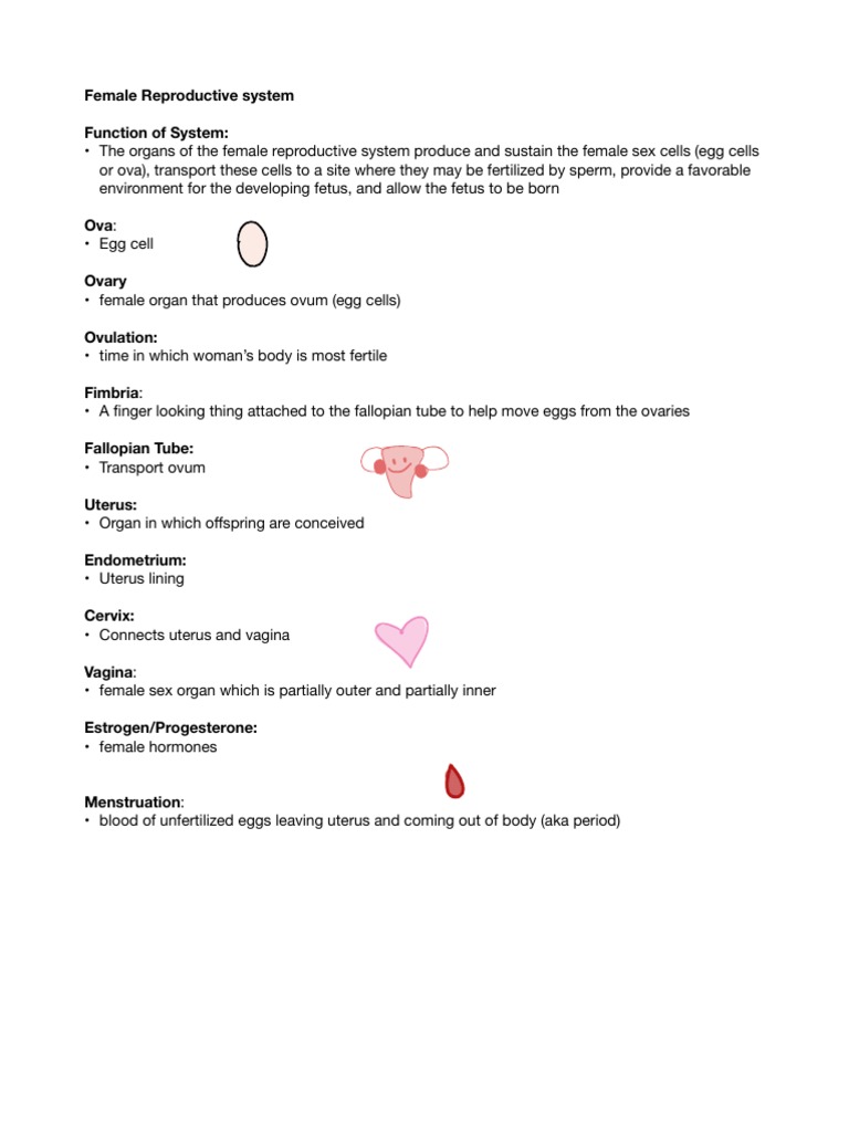 Female Reproductive System | PDF