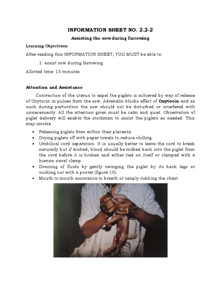 Assisting Sows During Farrowing | PDF | Pig | Childbirth