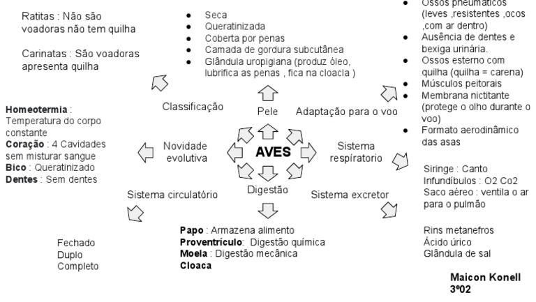 Aves Mapa Mental | PDF | Aves | Anatomia