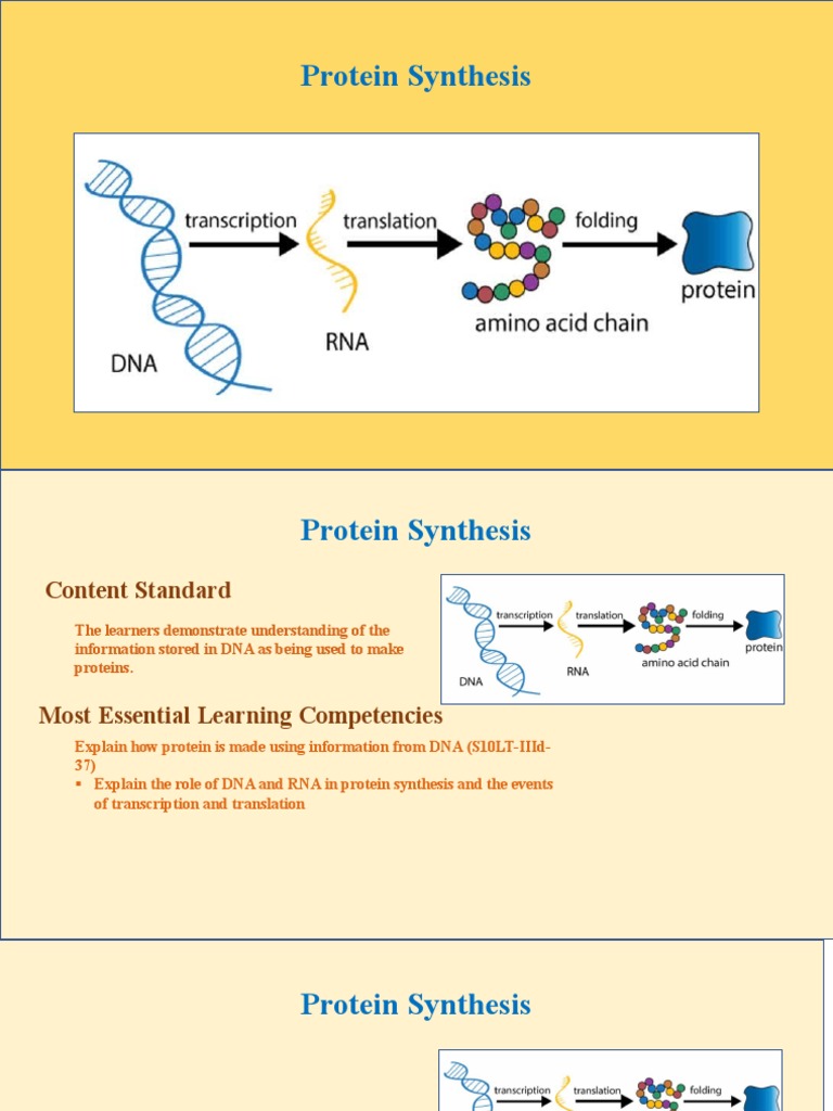 Protein Synthesis for Students | PDF | Translation (Biology) | Ribosome