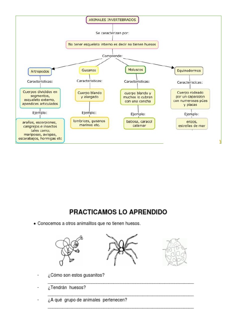 Clasificación de Invertebrados y Características | PDF | Insectos ...