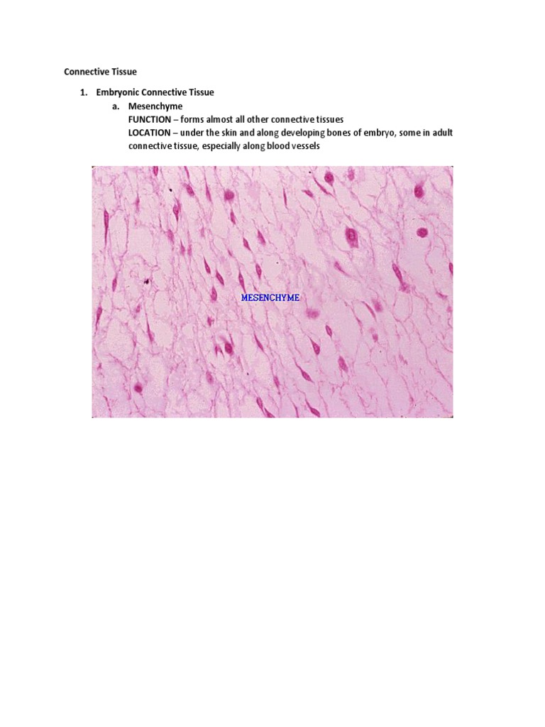 Connective Tissues Review | PDF | Connective Tissue | Skin