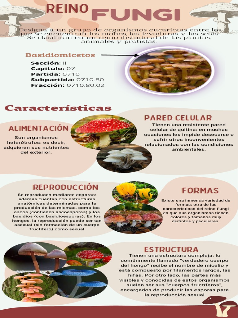 Reino Fungi | PDF | Hongo | Reproducción