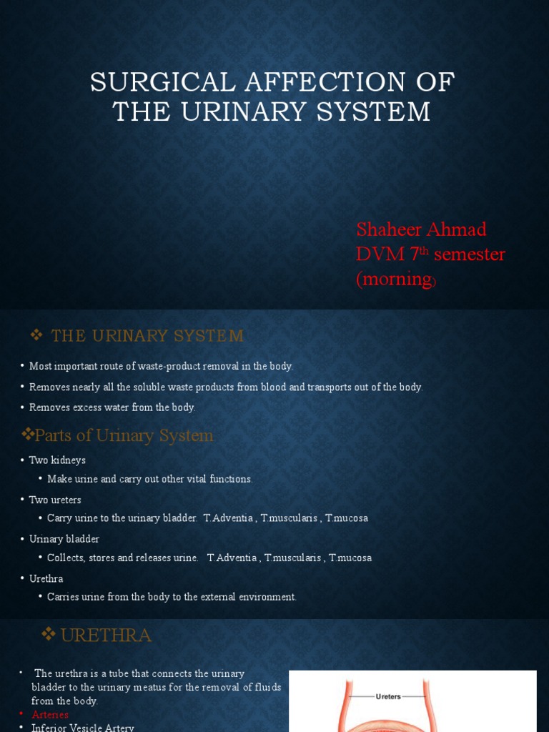 Surgey | PDF | Kidney | Urinary System