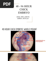 W13 72-HOUR CHICK EMBRYO (Whole Mount) | PDF | Wellness
