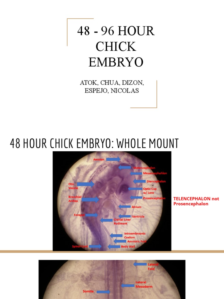 48 96 Hour Chick Embryo Wholoe Mount and Serial Sections Embryology ...