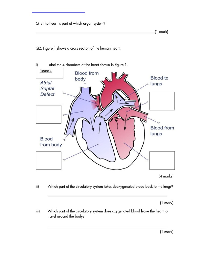 4.2.2.2 GCSE Biology AQA OCR EDEXCEL. Heart and Blood Vessels Questions ... 4.2.2.2 GCSE Biology AQA OCR EDEXCEL. Heart and Blood Vessels Questions ...