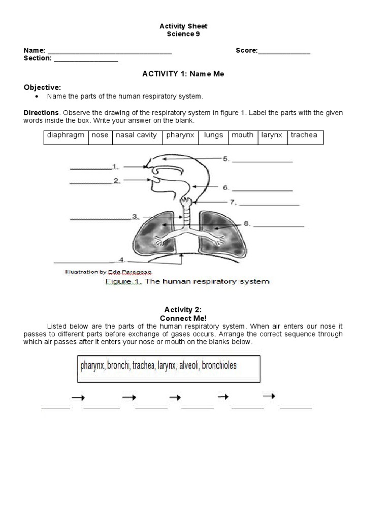 Activity Sheets-Science (Resp - and Circ - System) | PDF | Heart | Breathing