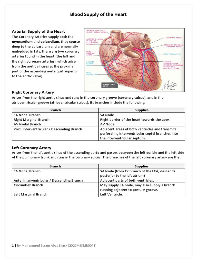 Blood Supply and Anatomy of the Heart | PDF | Coronary Circulation | Heart