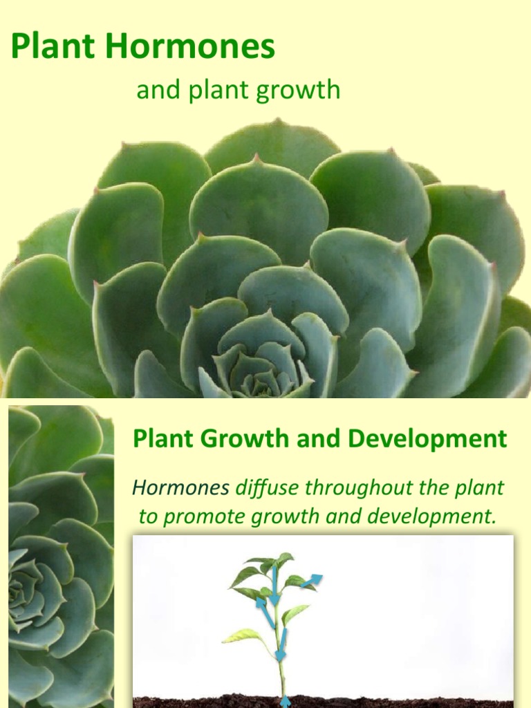 Plant Hormones Explained | PDF | Plant Hormone | Auxin