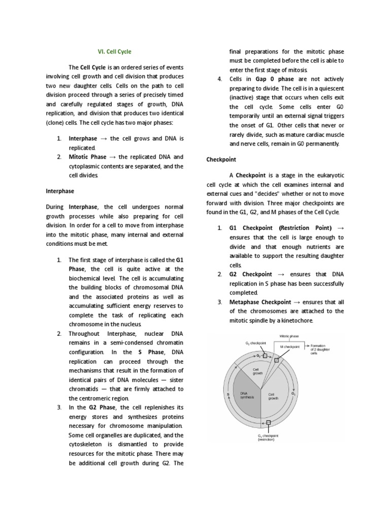 Gen Bio Reviewer | PDF | Meiosis | Mitosis