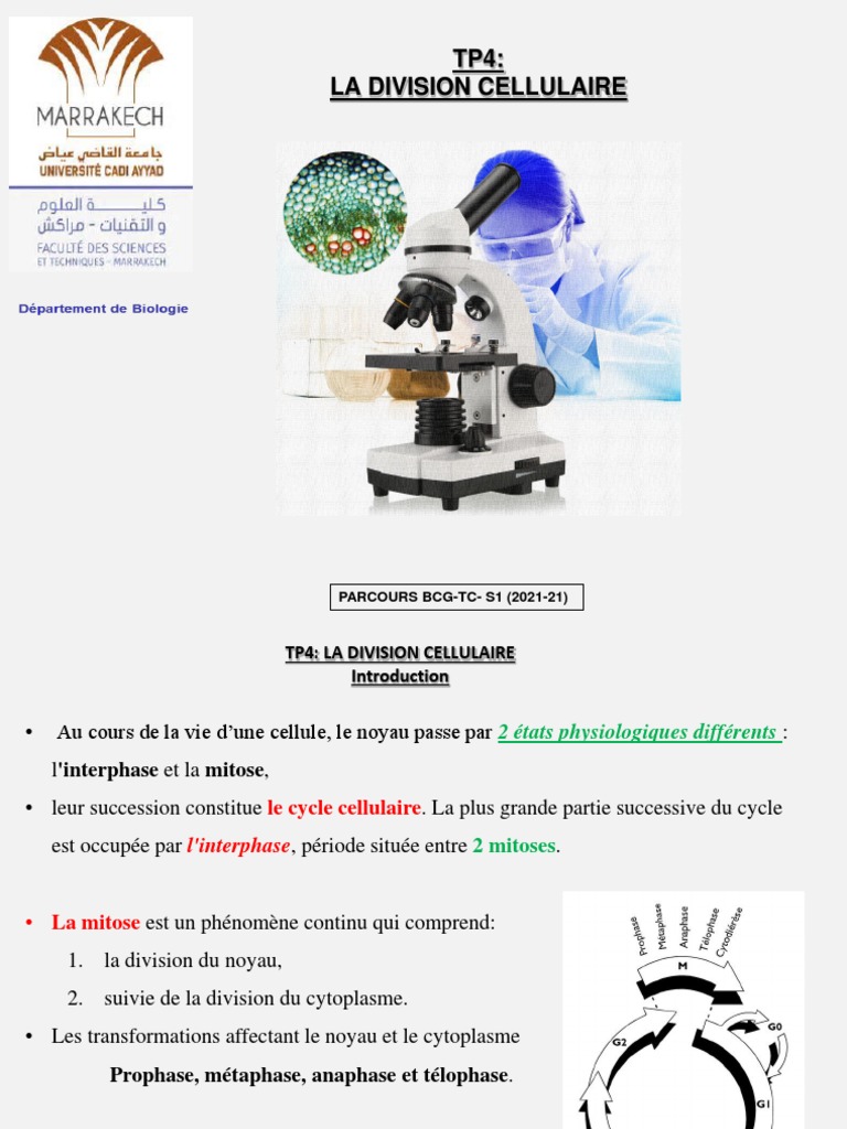 Mitose et Division Cellulaire Végétale | PDF | Mitose | Chromosome