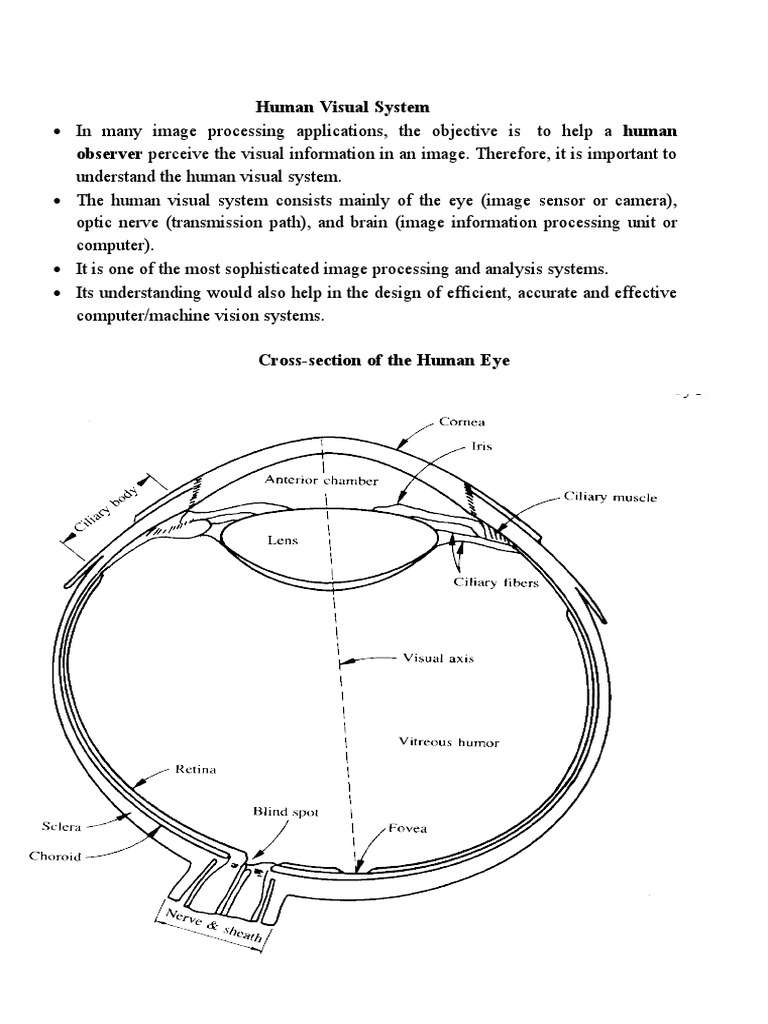 Human Visual System | PDF | Eye | Retina